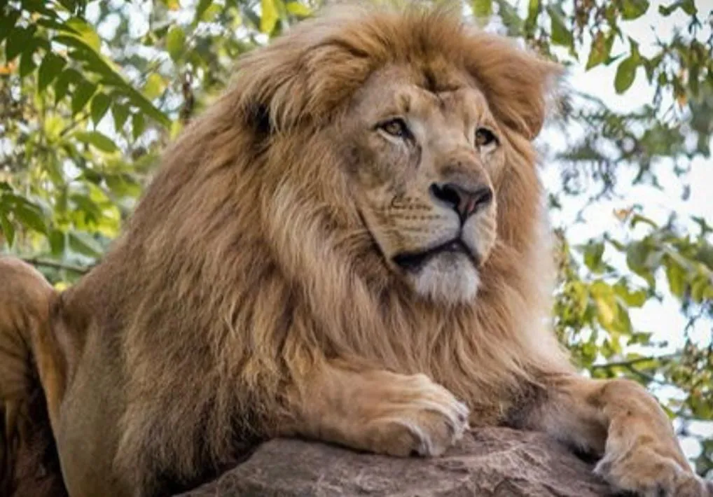 lion-une-des-especes-emblematiques-menacees-par-les-activites-humaines ...